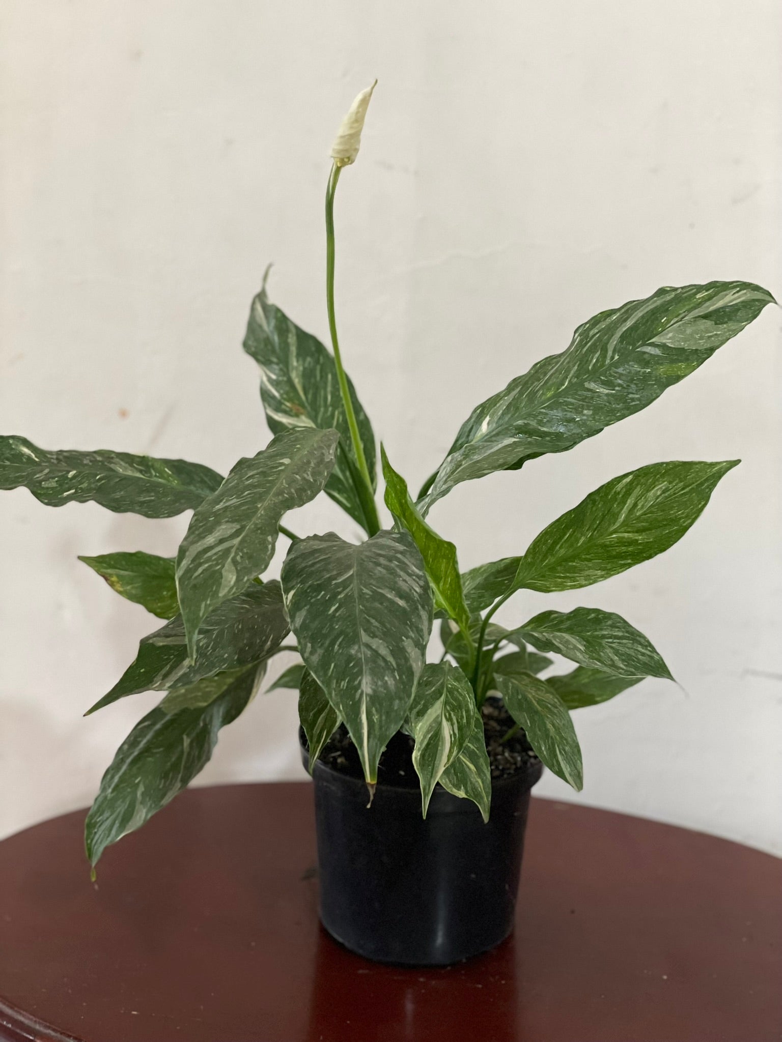 Cuna de Moisés variegada